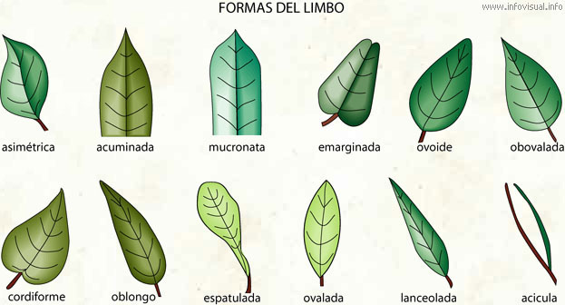 Formas del limbo (Diccionario visual) - Didactalia: material educativo