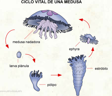 Ciclo vital de una medusa (Diccionario visual) - Didactalia: material ...