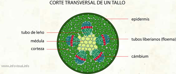 Corte transversal de un tallo (Diccionario visual) - Didactalia ...