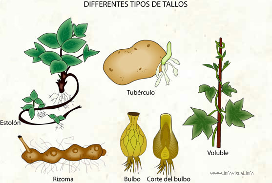 Differentes tipos de tallos (Diccionario visual) - Didactalia: material ...