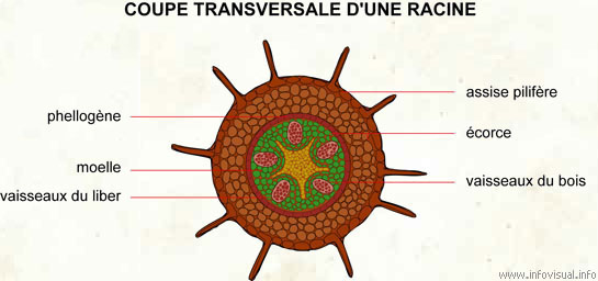 Coupe transversale d'une racine (Dictionnaire Visuel) - Didactalia ...