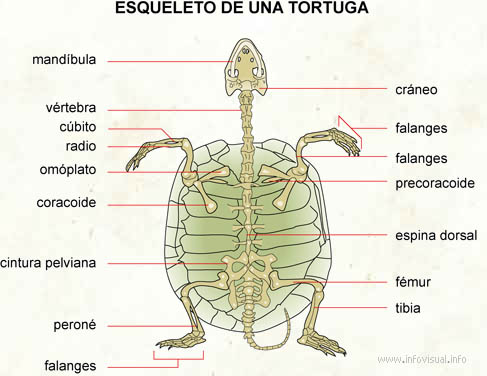 Esqueleto de una tortuga (Diccionario visual) - Didactalia: material ...