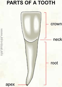 Parts of a tooth (Visual Dictionary) - Didactalia: material educativo