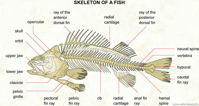 Skeleton of a fish (Visual Dictionary) - Didactalia: material educativo