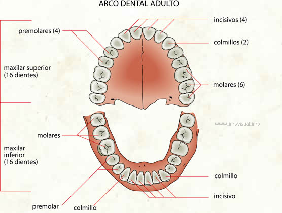 Arco dental (Diccionario visual) - Didactalia: material educativo