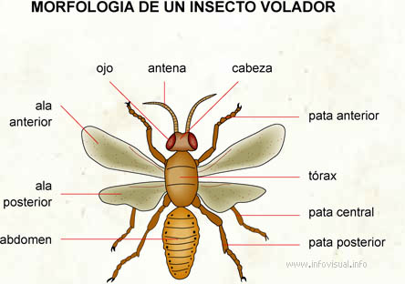 Insecto (Diccionario visual) - Didactalia: material educativo