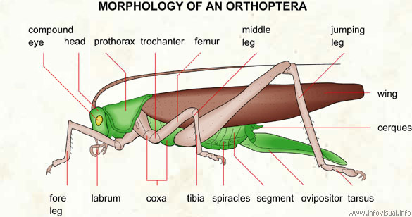 Orthoptera (Visual Dictionary)