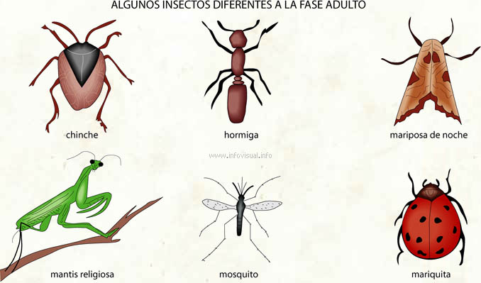 Insectos (Diccionario visual) - Didactalia: material educativo