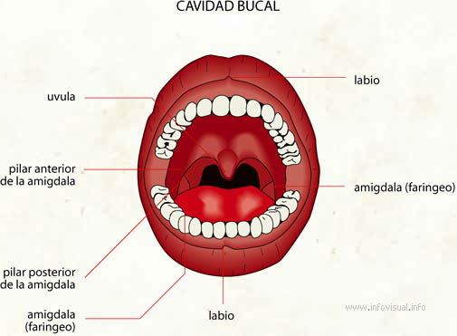 Boca (Diccionario visual) - Didactalia: material educativo