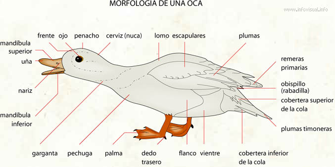 Oca (Diccionario visual) - Didactalia: material educativo