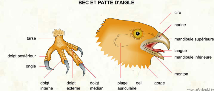 Bec et patte d'aigle (Dictionnaire Visuel) - Didactalia: material educativo