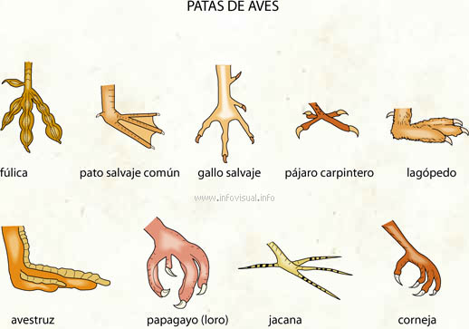 Patas de aves (Diccionario visual) - Didactalia: material educativo