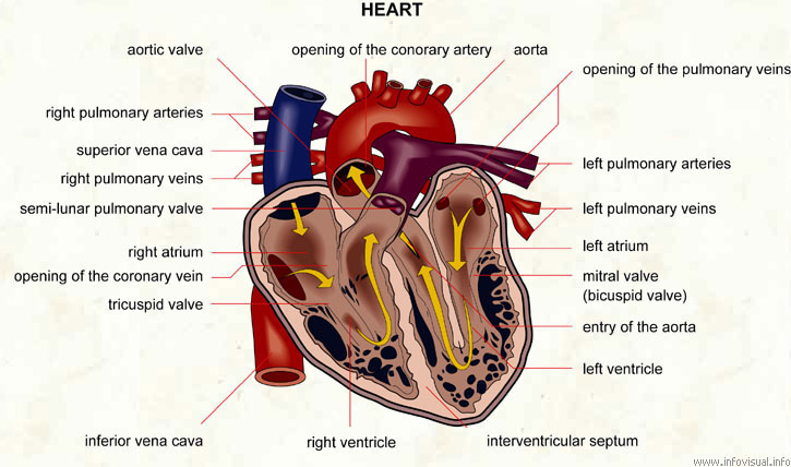 Heart (Visual Dictionary) - Didactalia: material educativo
